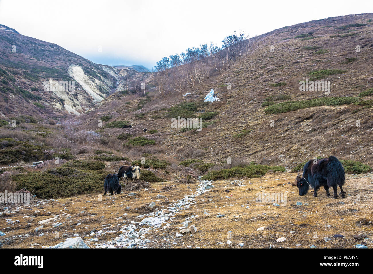 Nepal yaks black white hi-res stock photography and images - Alamy