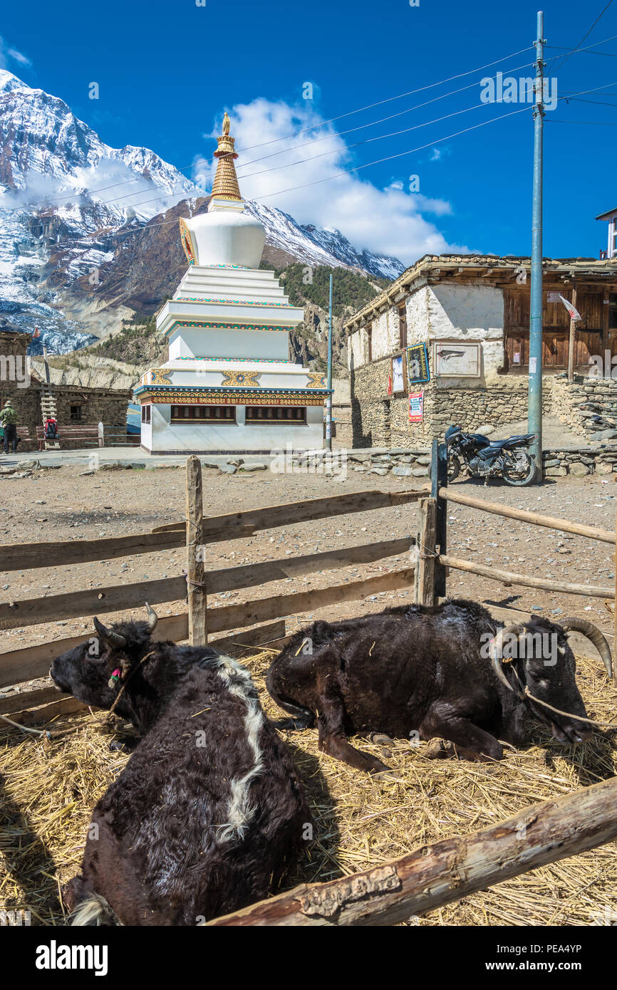Manang village in the Himalayas, Nepal-05.04.2018: two lying Buffalo ...
