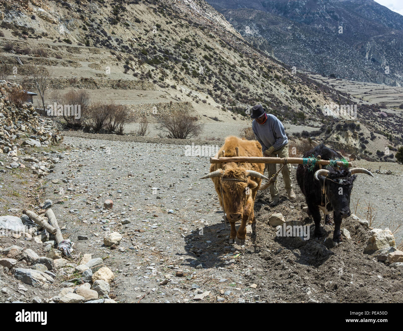 Buffalo farm in nepal hi-res stock photography and images - Alamy
