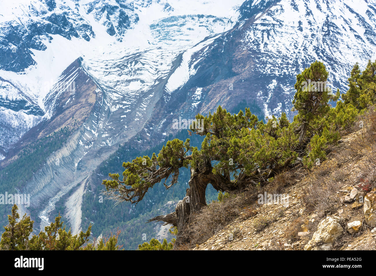 Winding green tree on a steep slope against a snowy mountain, Nepal ...