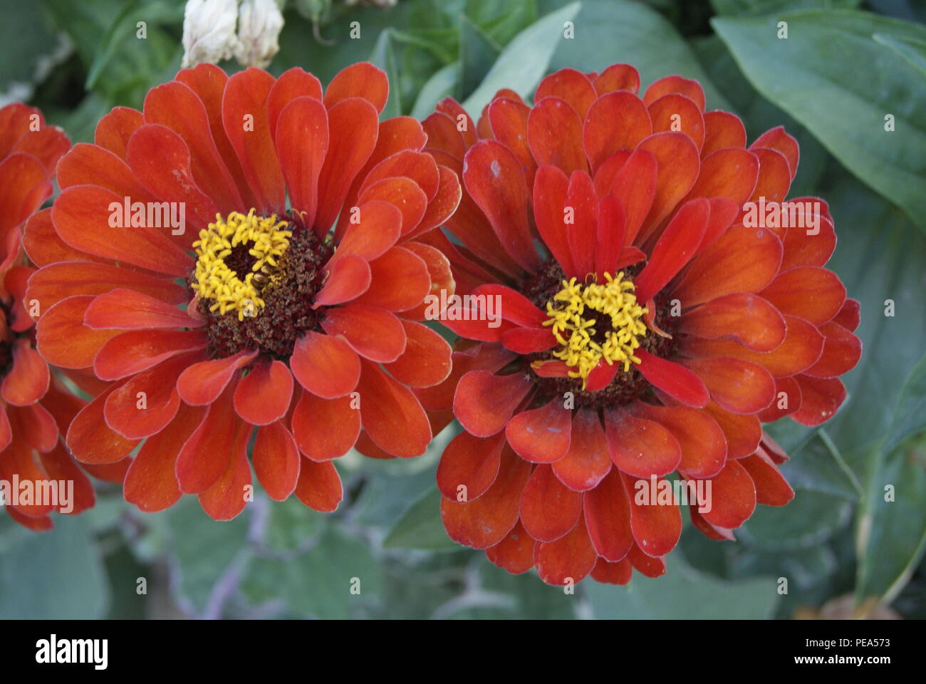 fleur de France Stock Photo - Alamy