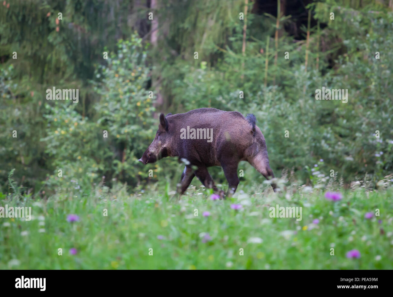 Wild boar (sus scrofa ferus) walking in summer field Stock Photo - Alamy
