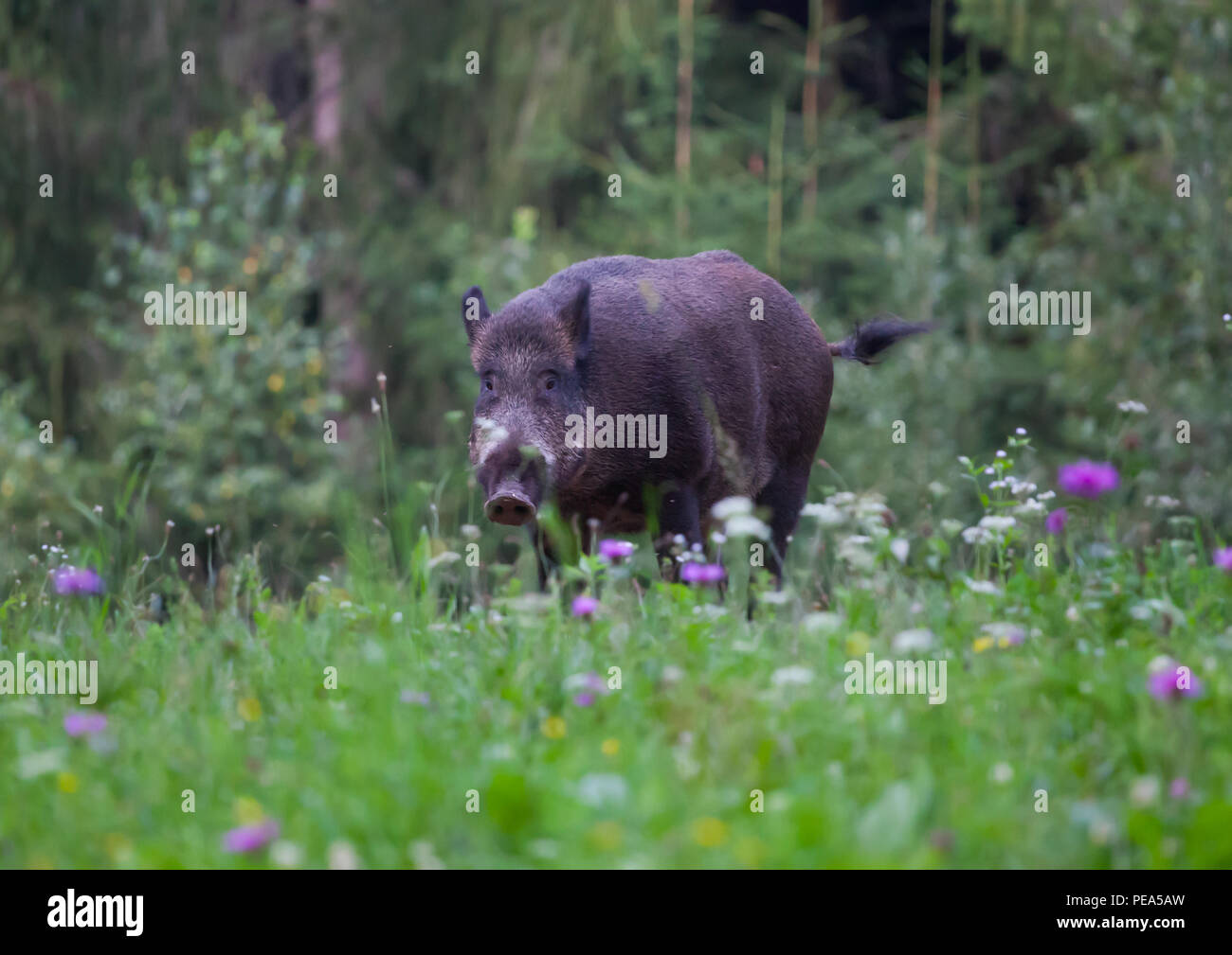 Wild Boar Germany High Resolution Stock Photography and Images - Alamy