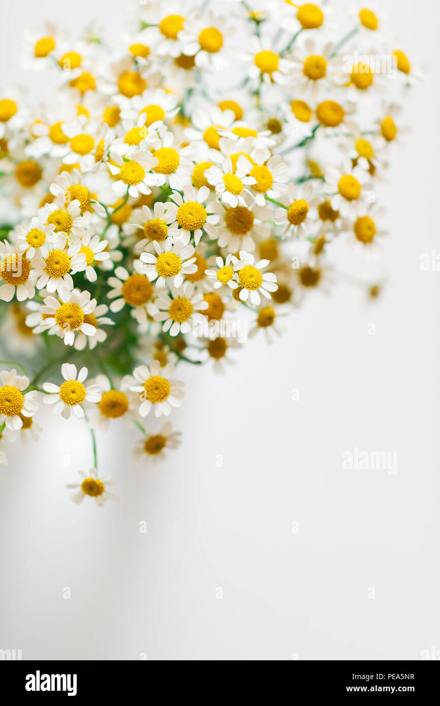 Little daisy flowers bouquet over white. Soft focus, top view, close-up ...