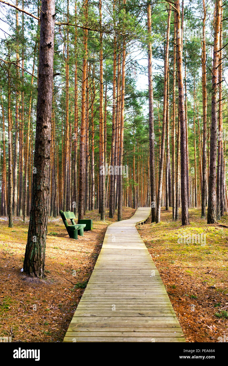 The path of wooden planks perspective goes deep into the forest with ...