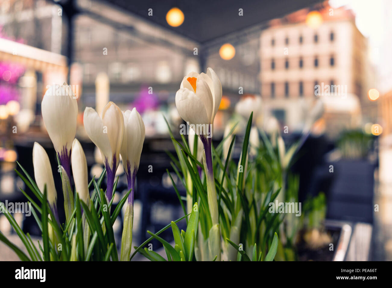Spring flowers in a cafe on a city street at night. Riga. Latvia Stock ...