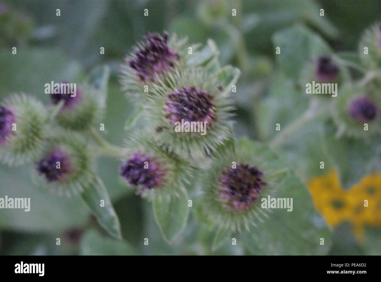 fleur de France Stock Photo - Alamy