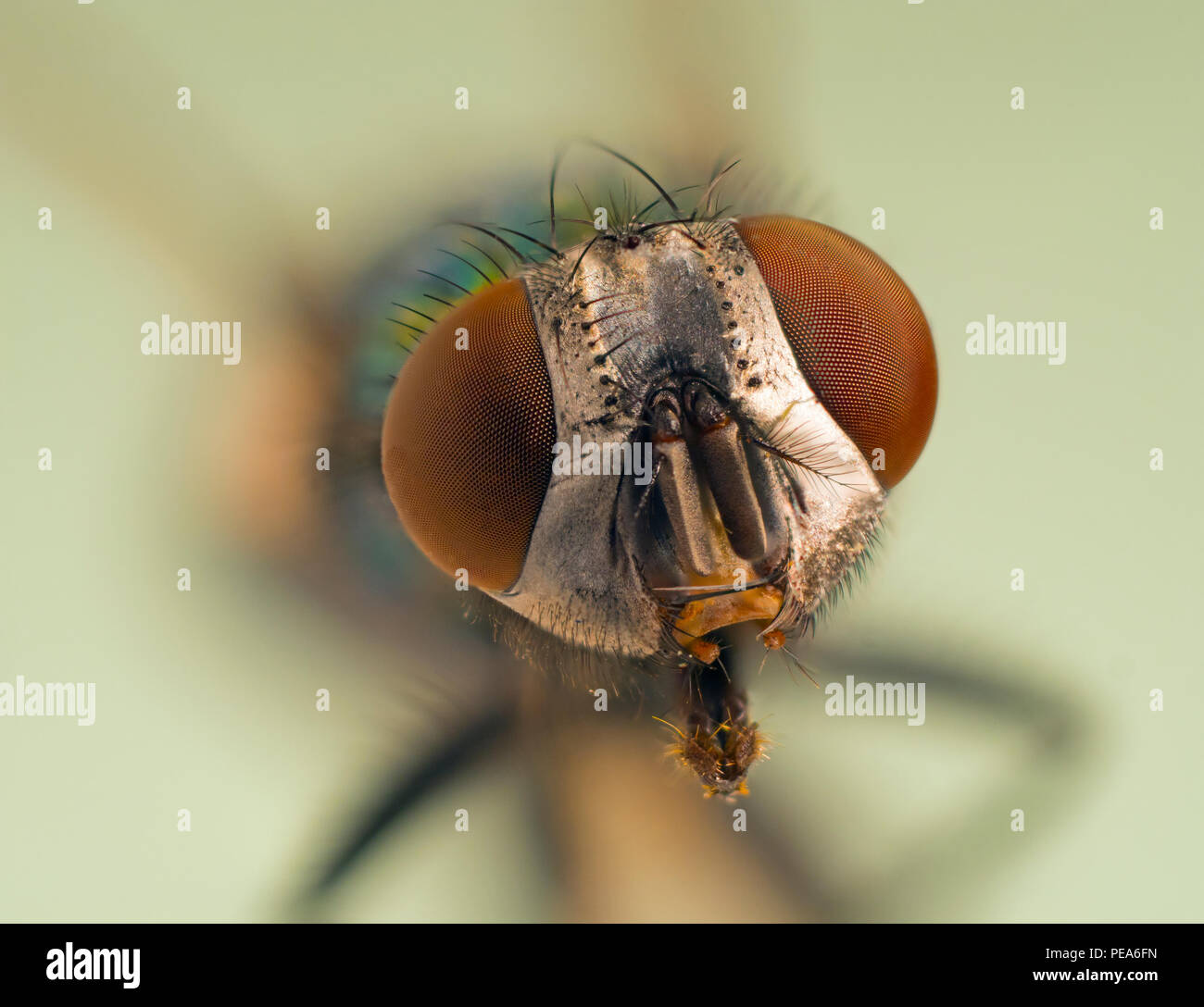 Extreme close up face fly hi-res stock photography and images - Alamy