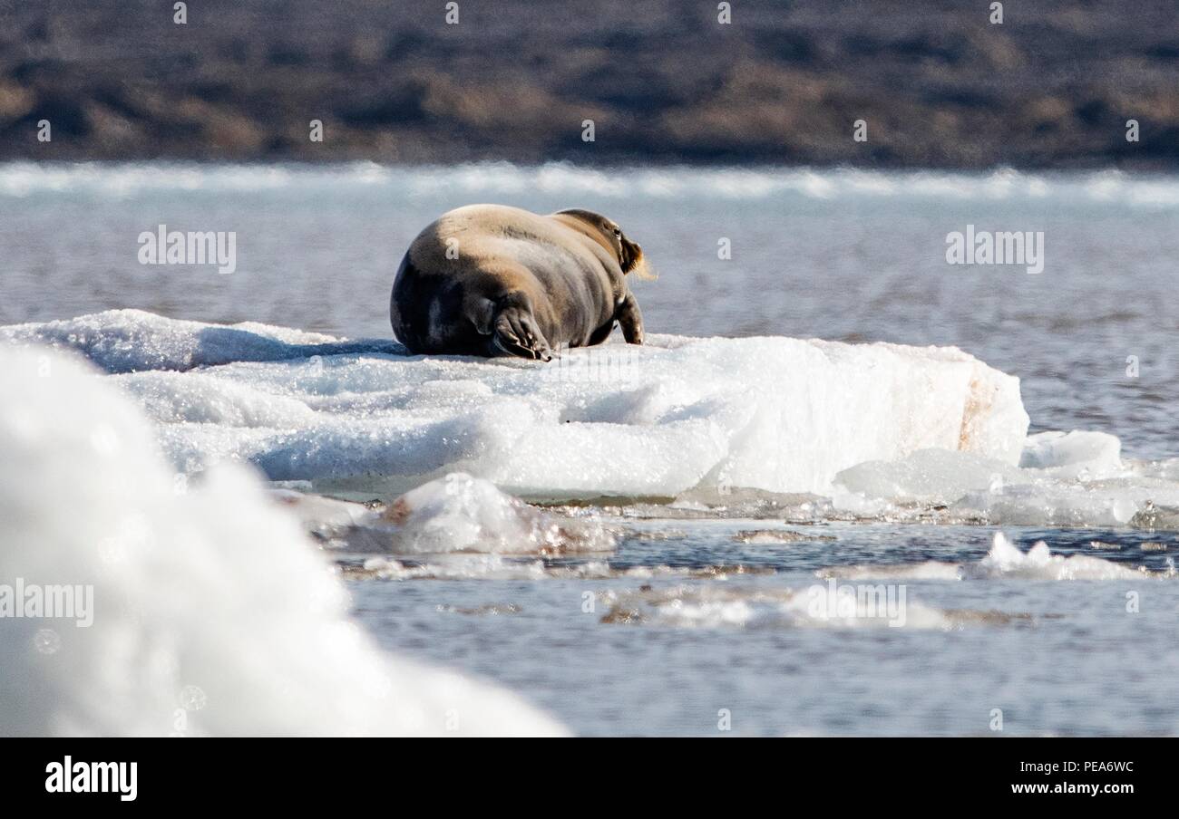 Bearded seal laying on the ice in front of a glacier , in Svalbard ...