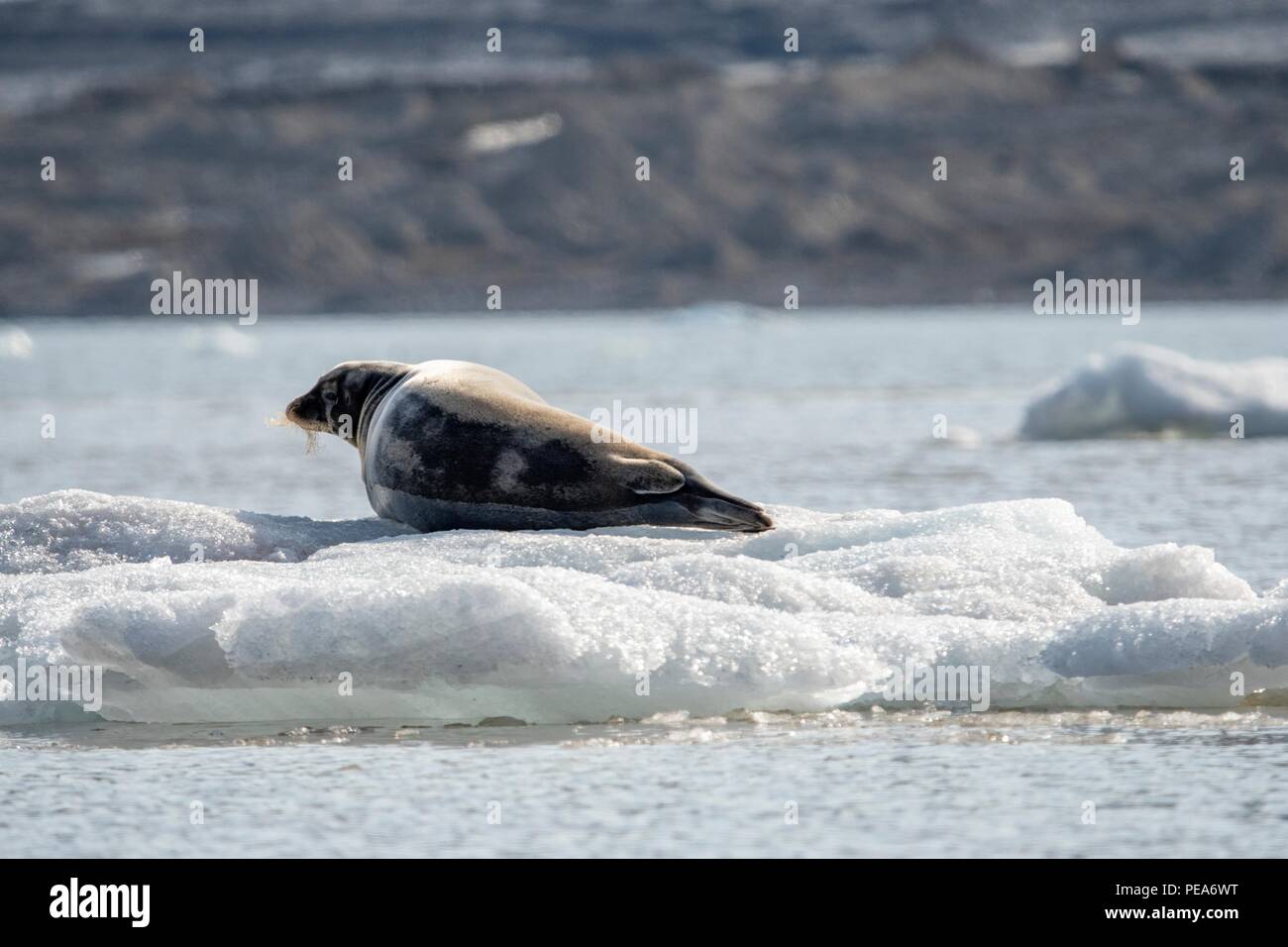 Bearded seal laying on the ice in front of a glacier , in Svalbard ...