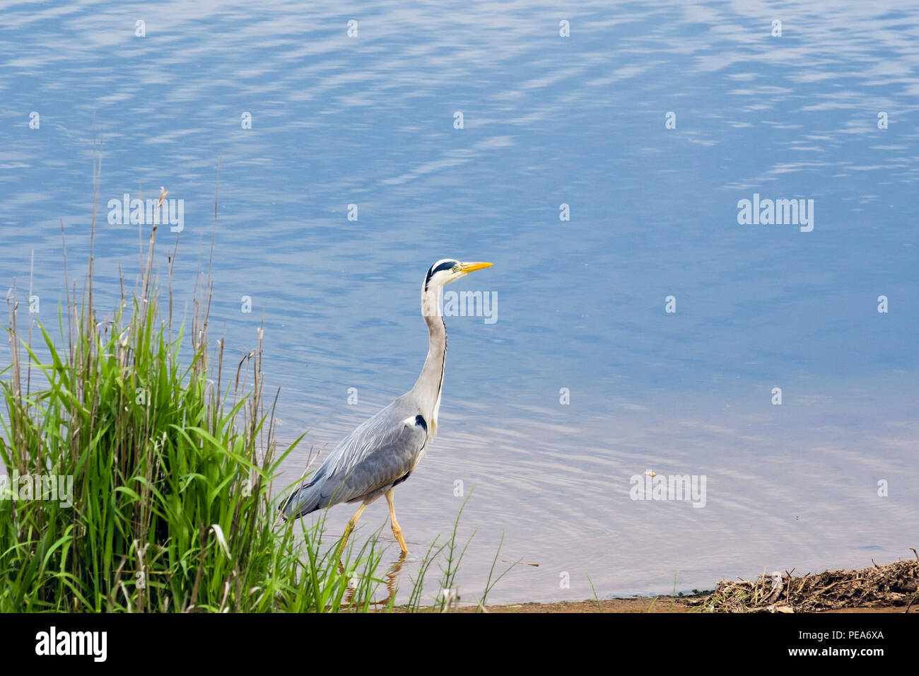 Wading birds of britain hi-res stock photography and images - Alamy