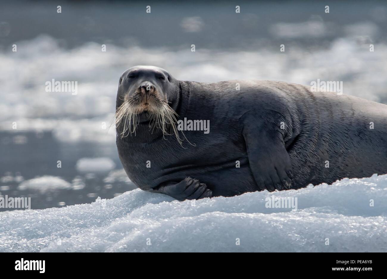 Bearded seal laying on the ice in front of a glacier , in Svalbard ...