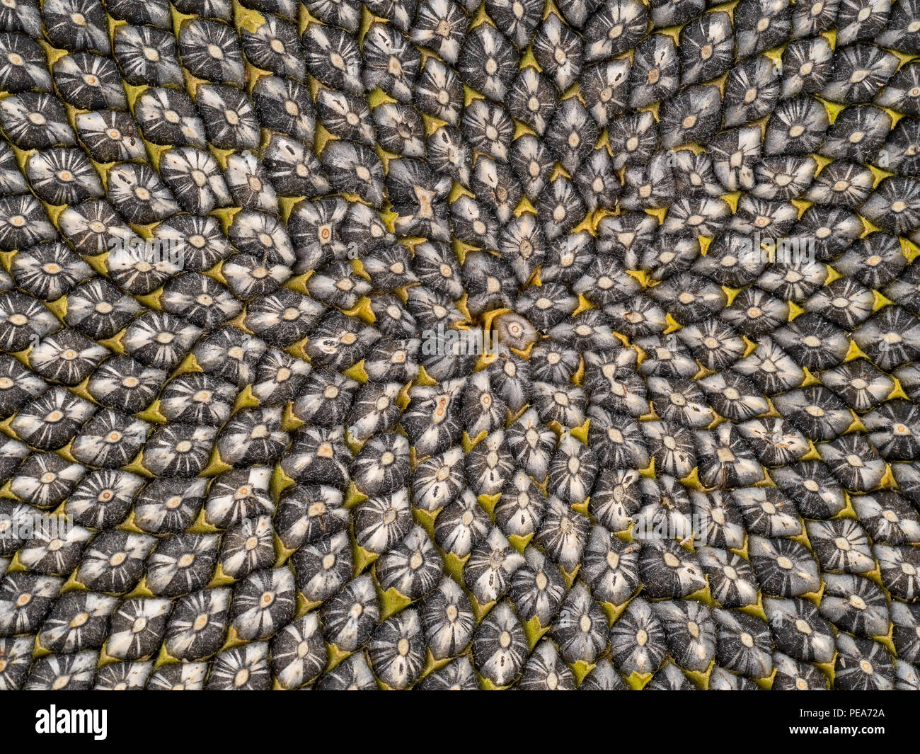 Sunflower seed head detail, Fibonacci pattern Stock Photo - Alamy