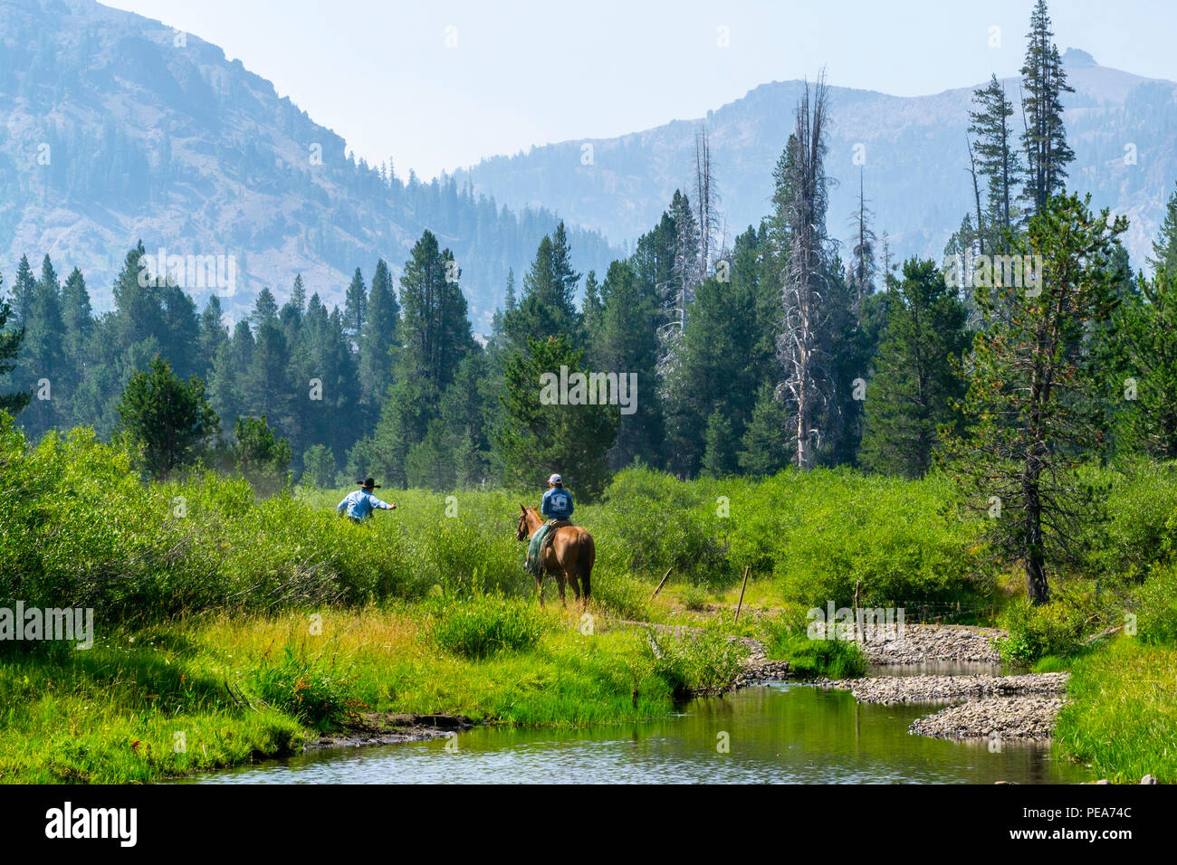 Ranchers rounding up their range cattle for evacuation due to the ...