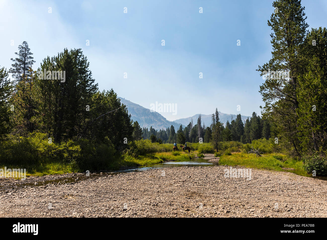 Ranchers rounding up their range cattle for evacuation due to the ...