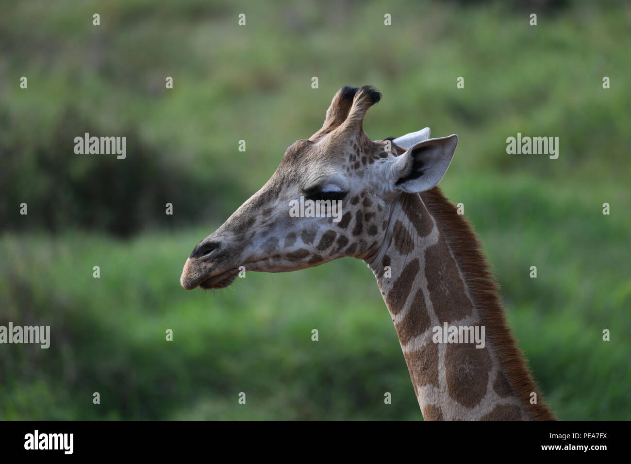 Daisy the giraffe hi-res stock photography and images - Alamy