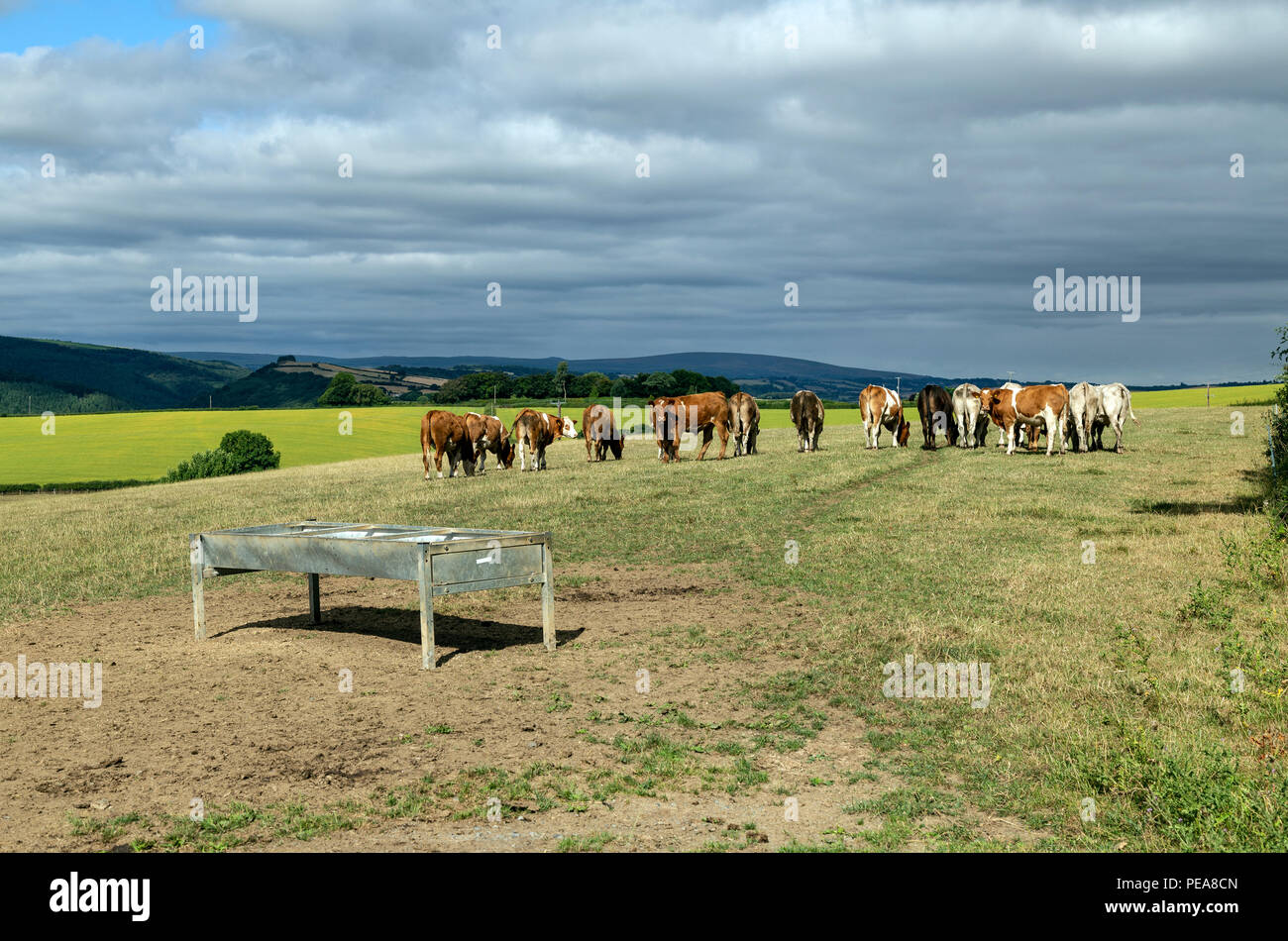 Devon is predominantly a county of livestock farming, where dairying ...