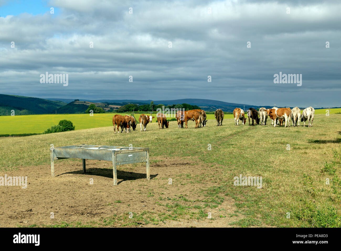 Lowland cattle and sheep hi-res stock photography and images - Alamy