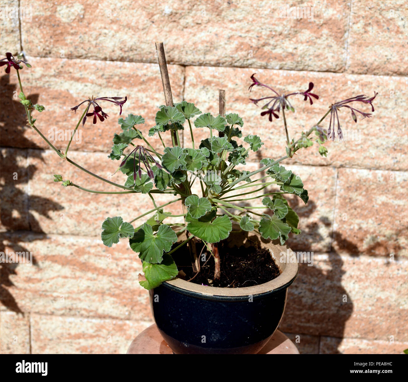 Kapland-Pelargonie, Umckaloabo, Pelargonium, sidoides, Heil-Pelargonie ...