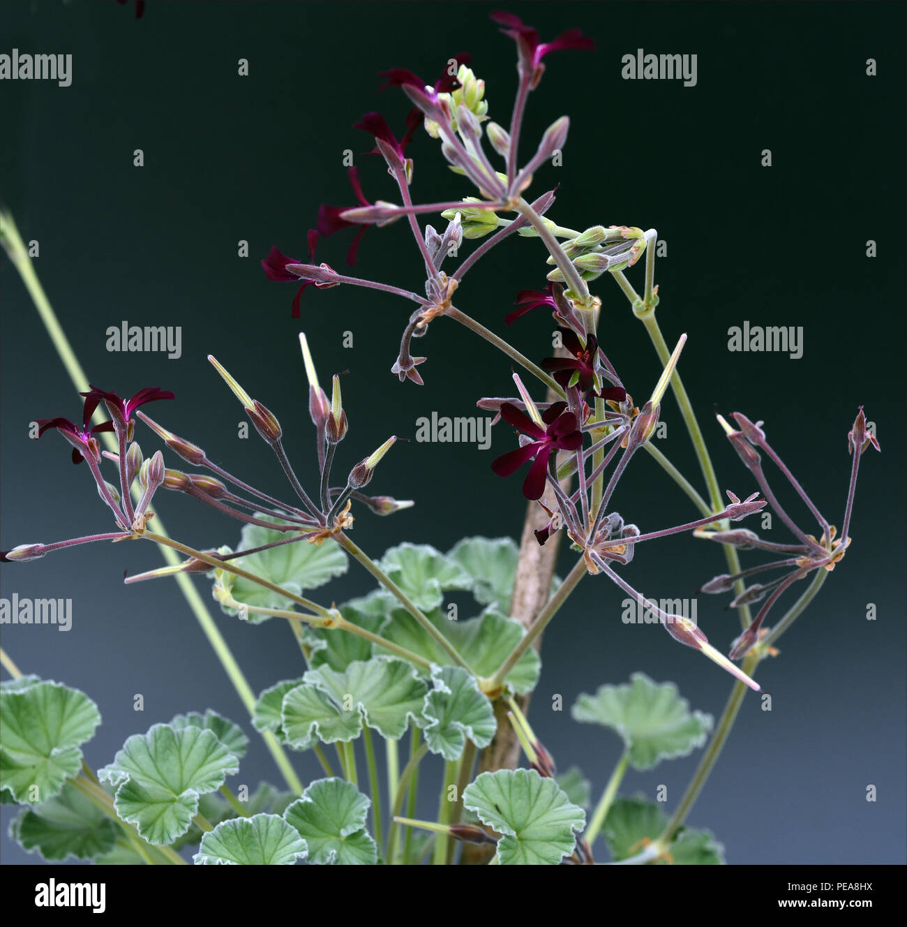 Kapland-Pelargonie, Umckaloabo, Pelargonium, sidoides, Heil-Pelargonie ...