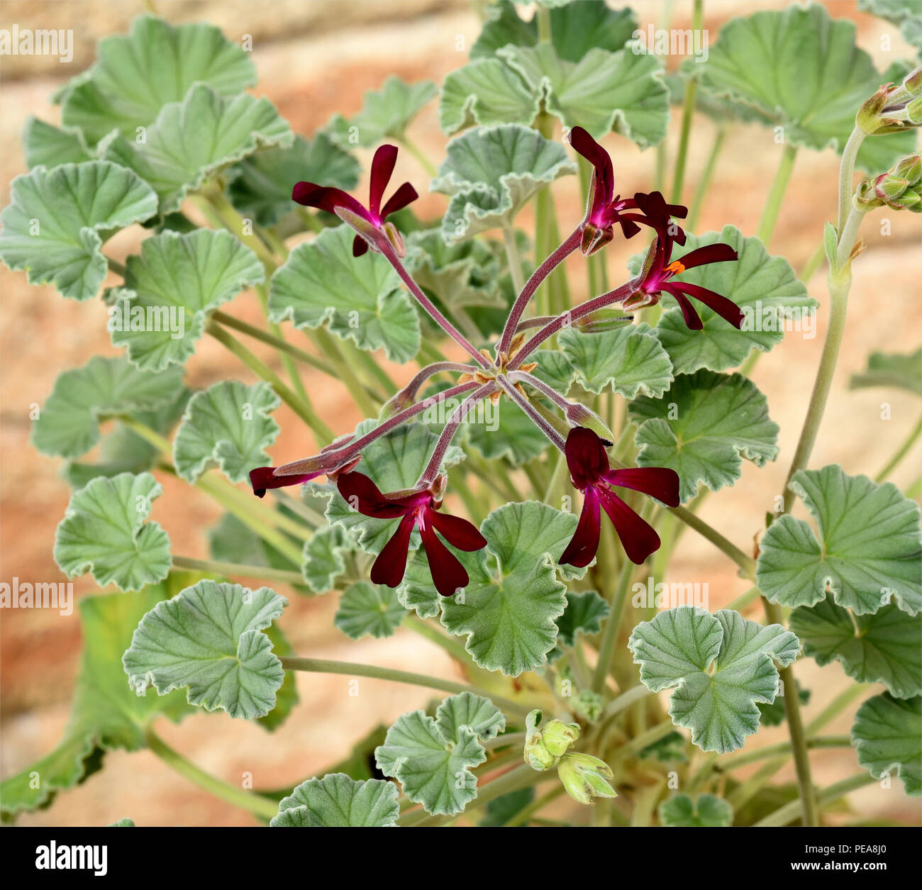 Kapland-Pelargonie; Umckaloabo; Pelargonium; sidoides; Heil-Pelargonie ...