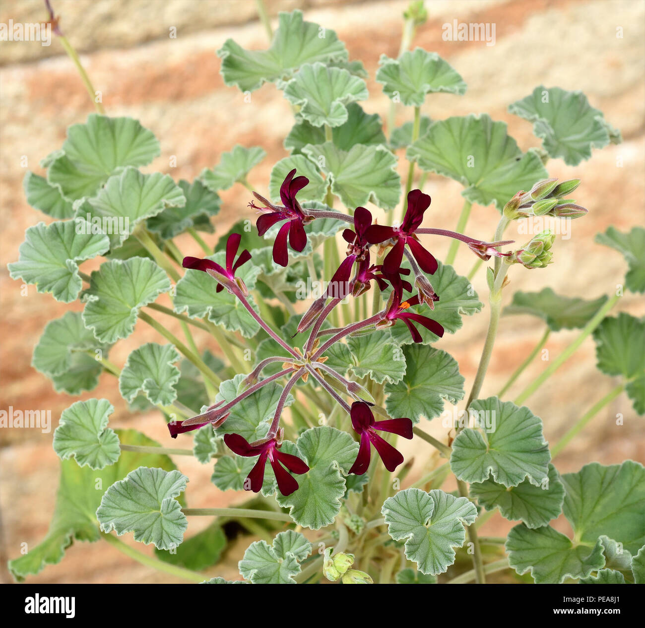 Kapland-Pelargonie; Umckaloabo; Pelargonium; sidoides; Heil-Pelargonie ...