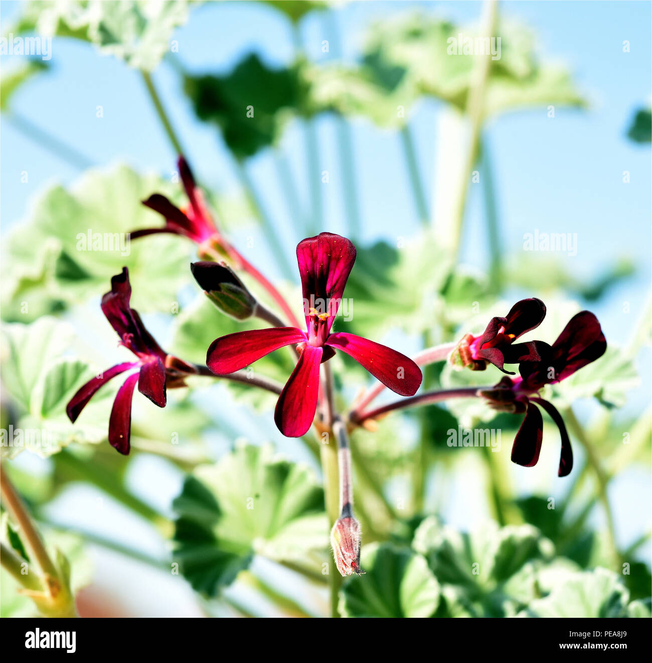 Kapland-Pelargonie; Umckaloabo; Pelargonium; sidoides; Heil-Pelargonie ...
