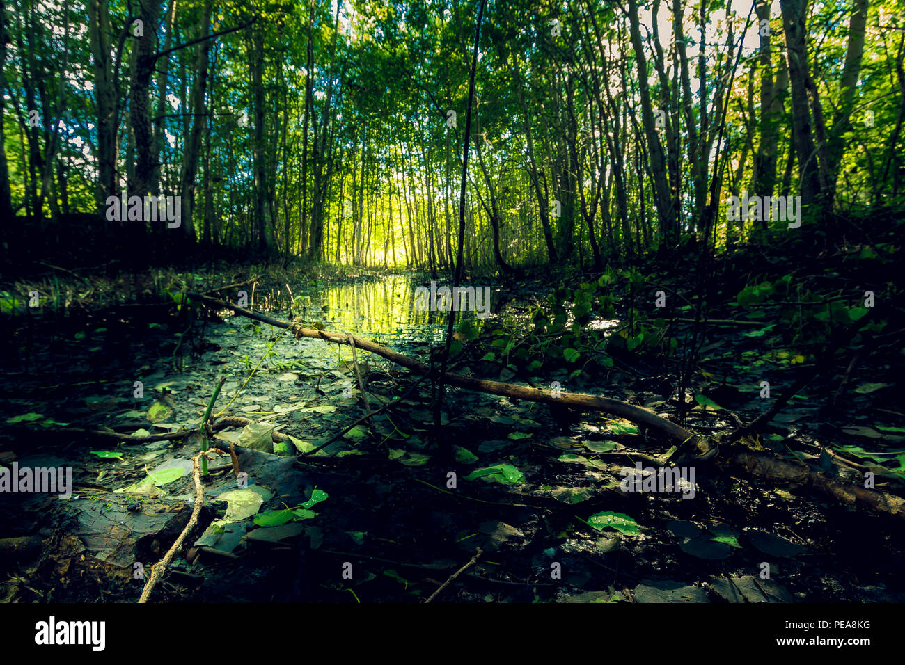 Land scape national forest hi-res stock photography and images - Alamy