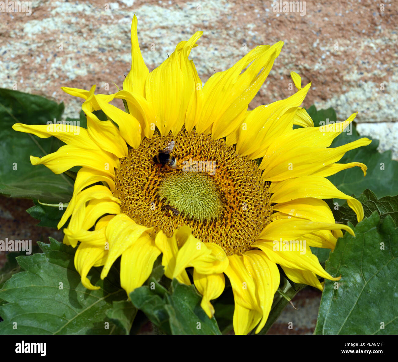 Sonnenblume, Helianthus, annuus, Hummel, Biene Stock Photo - Alamy