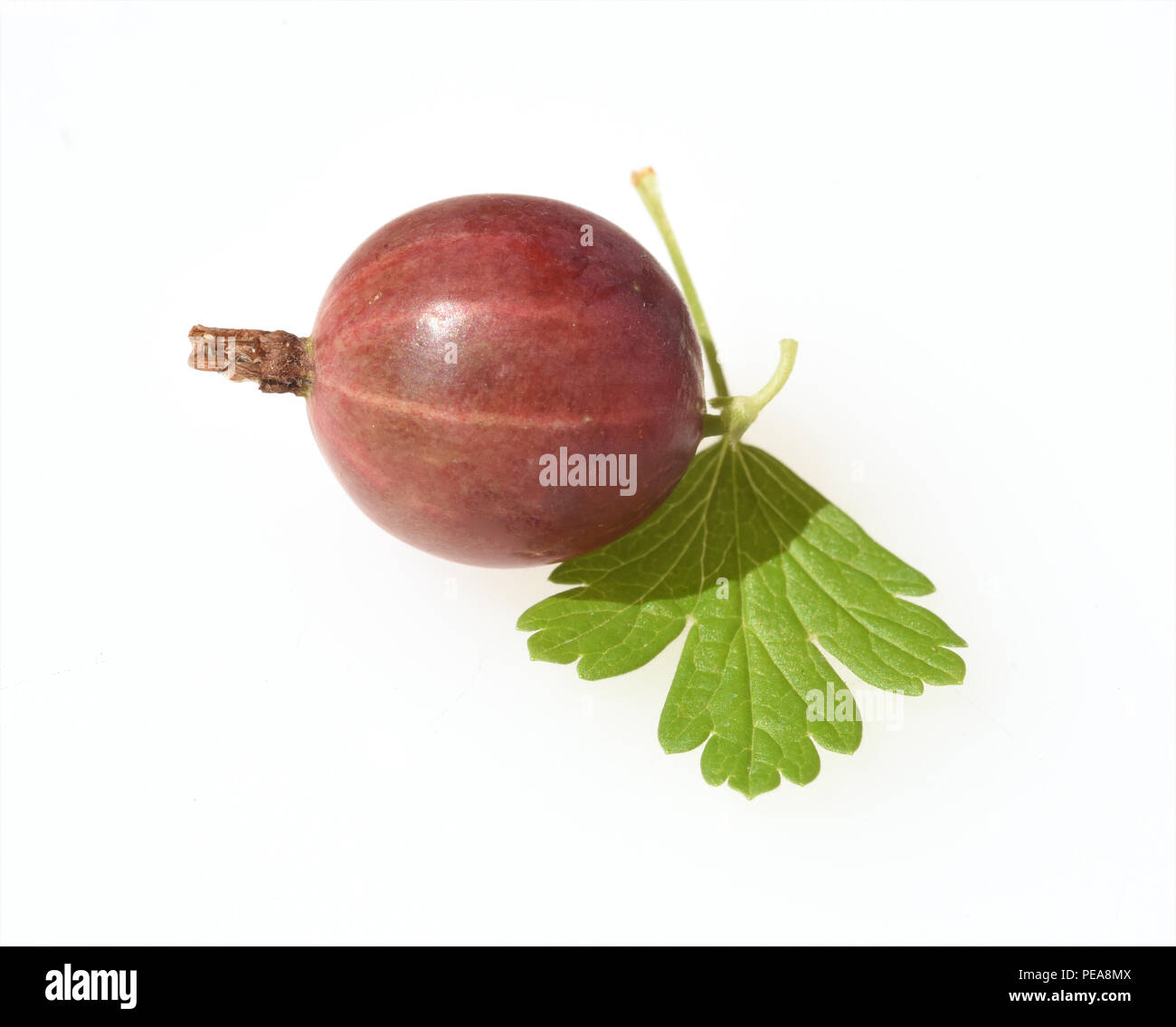 Stachelbeere, Ribes, uva-crispa Stock Photo - Alamy