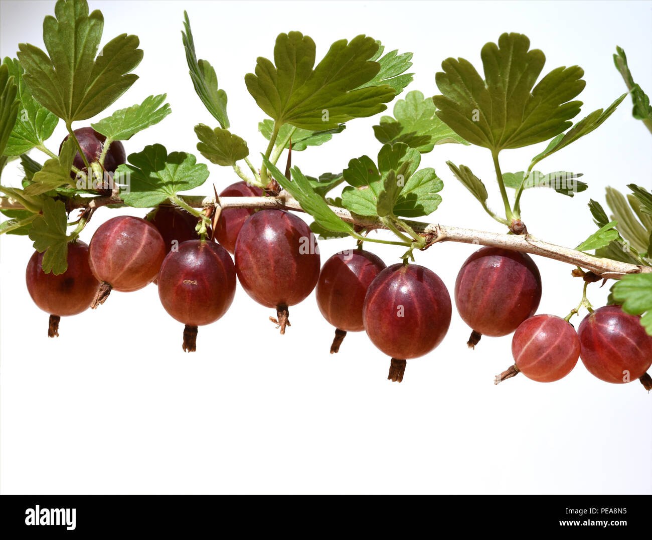 Stachelbeere hi-res stock photography and images - Alamy