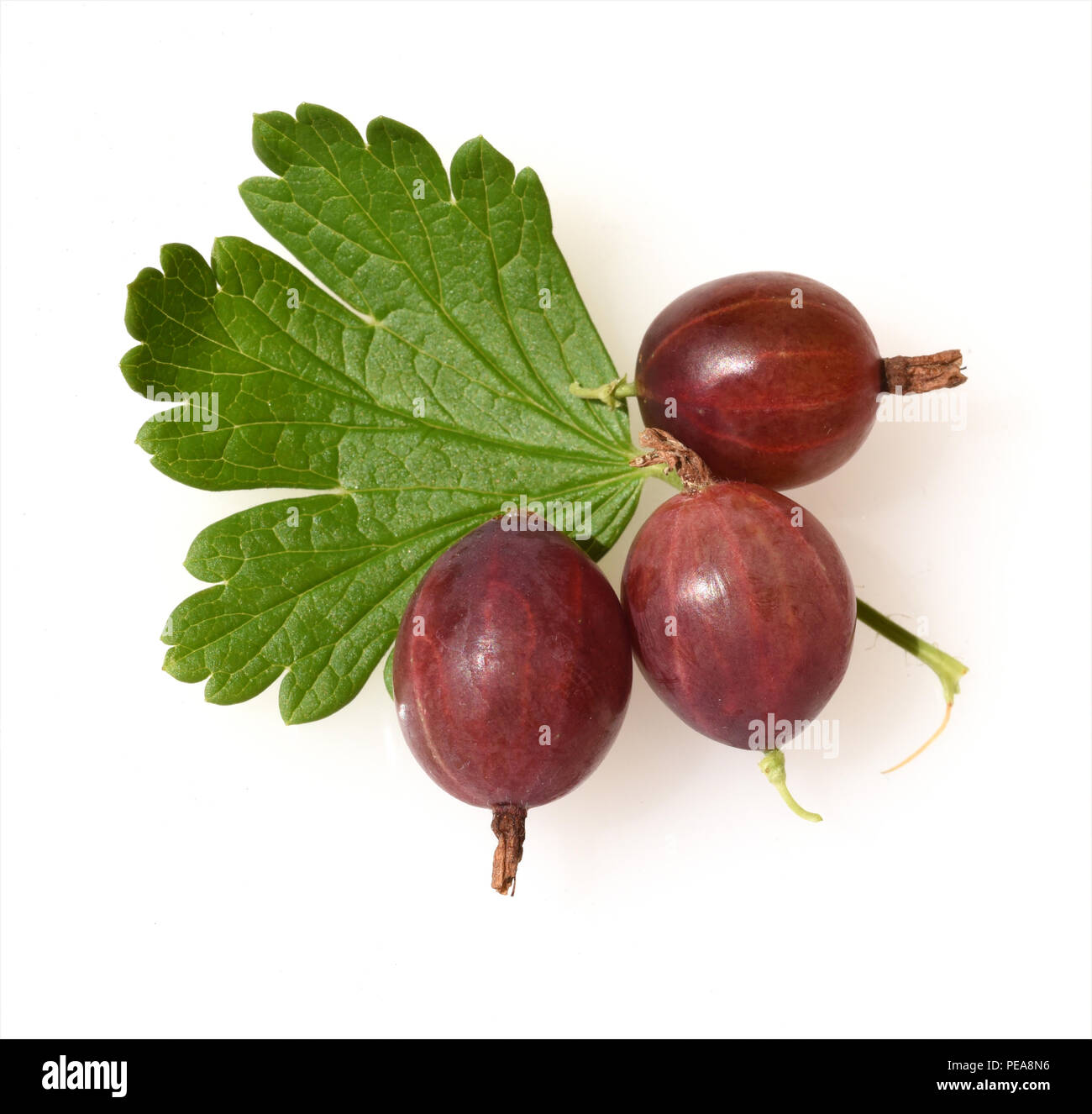 Stachelbeere hi-res stock photography and images - Alamy