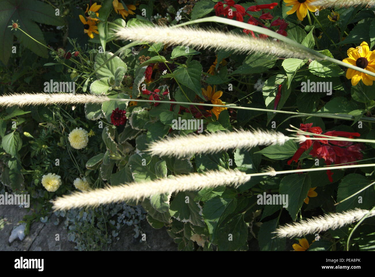 fleurs de France Stock Photo - Alamy