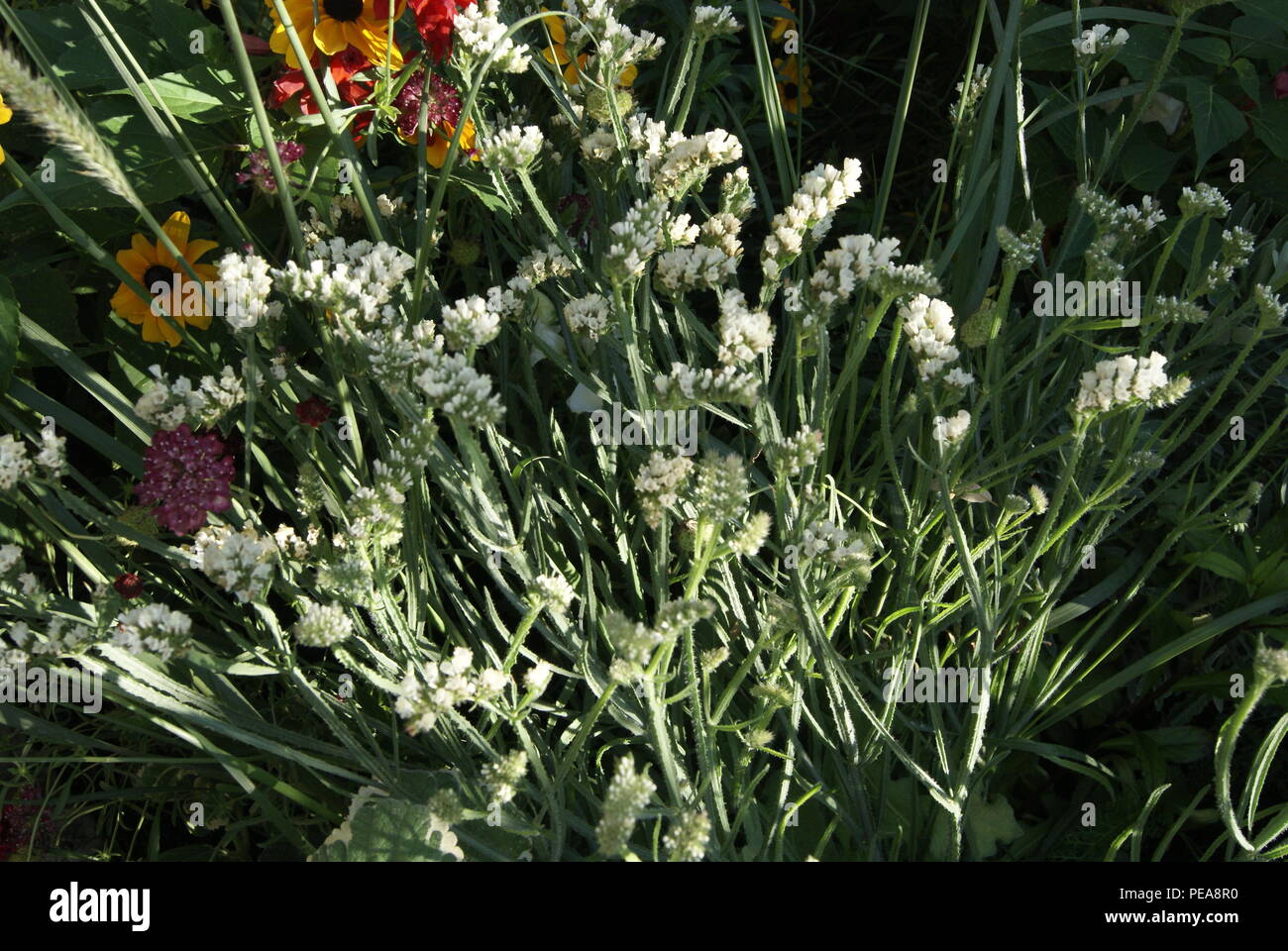 fleurs de France Stock Photo - Alamy