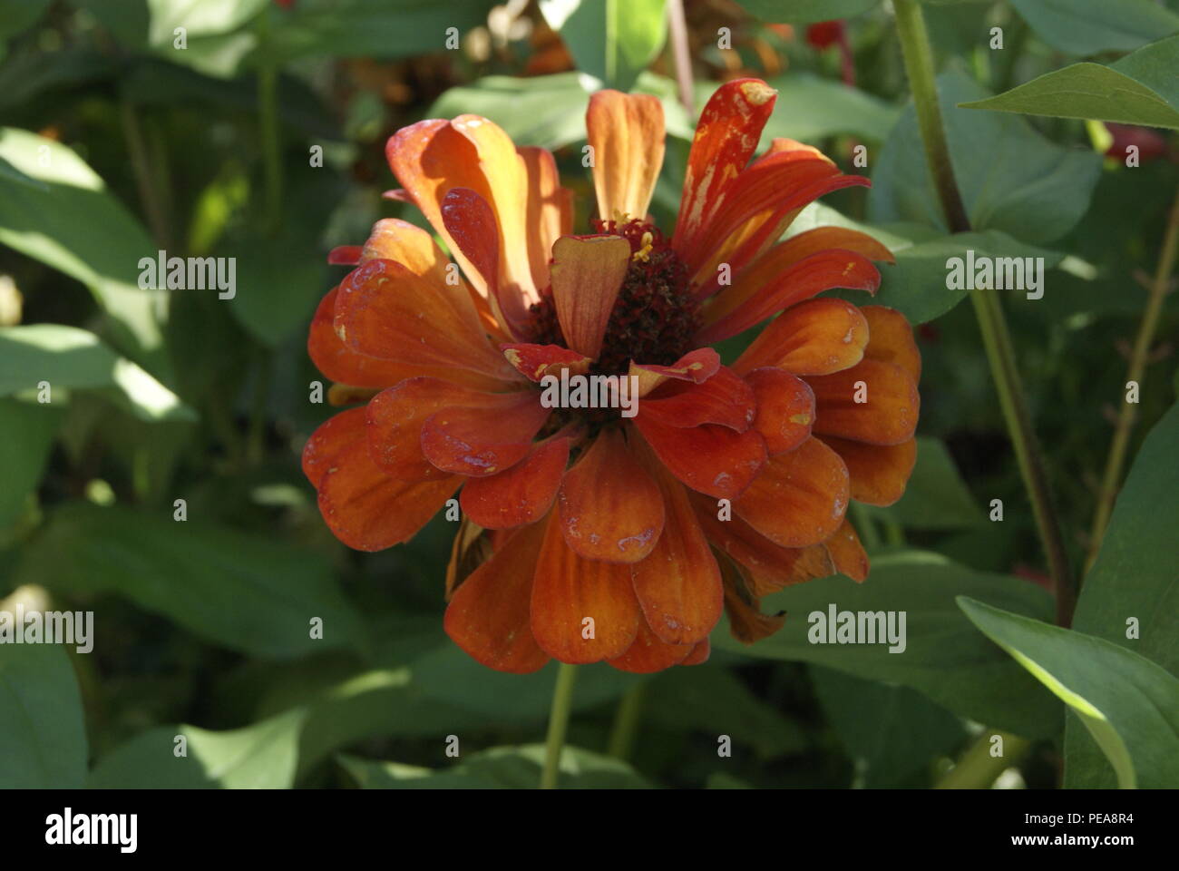 fleurs de France Stock Photo - Alamy