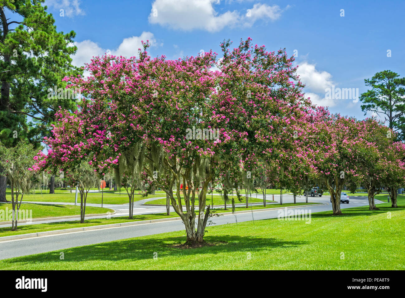 Row of Crape Myrtle trees in full bloom Stock Photo - Alamy