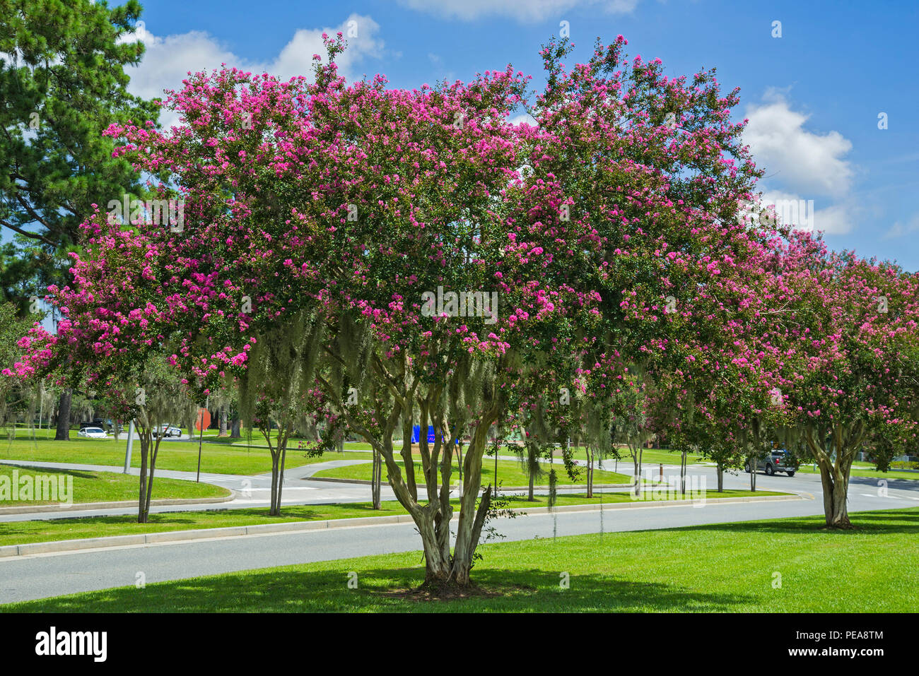 Crape myrtle hi-res stock photography and images - Alamy