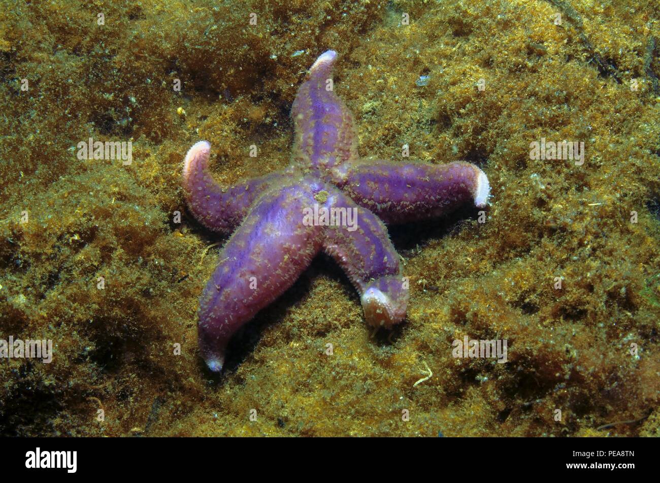 Seesterne asteroidea hi-res stock photography and images - Alamy