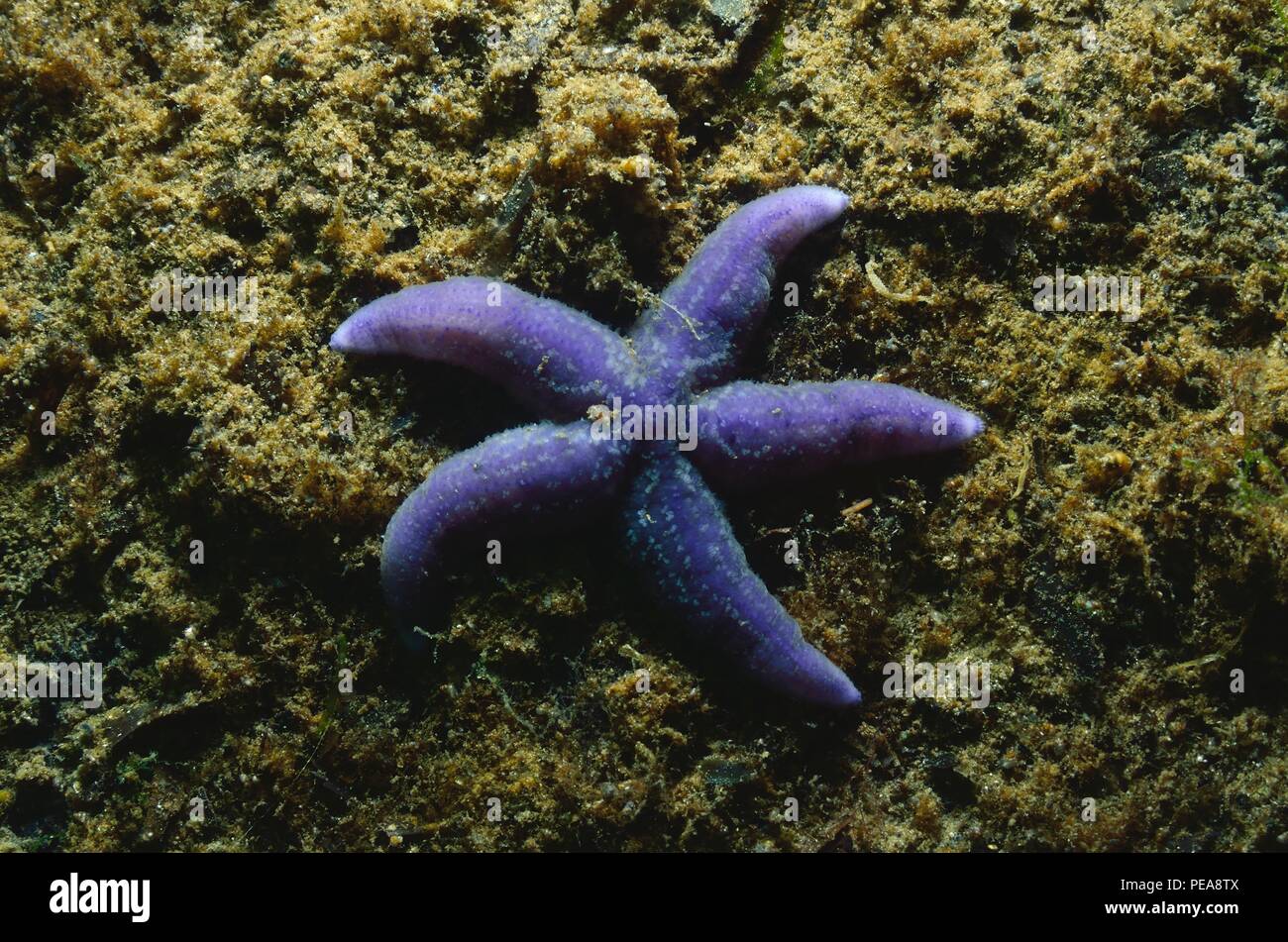 Gemeiner seestern hi-res stock photography and images - Alamy