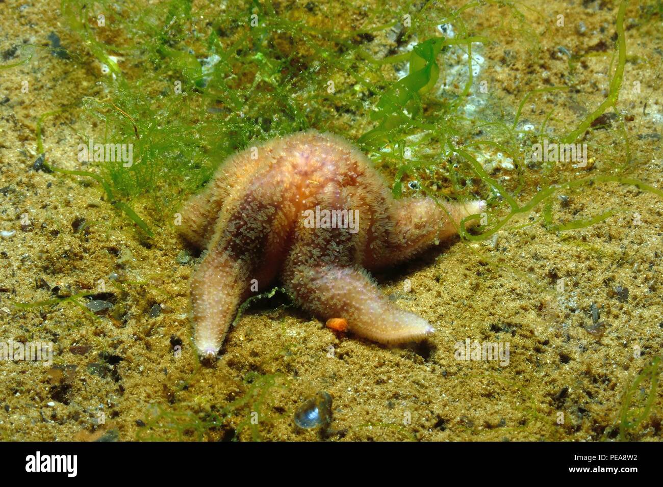 Gemeiner seestern hi-res stock photography and images - Alamy
