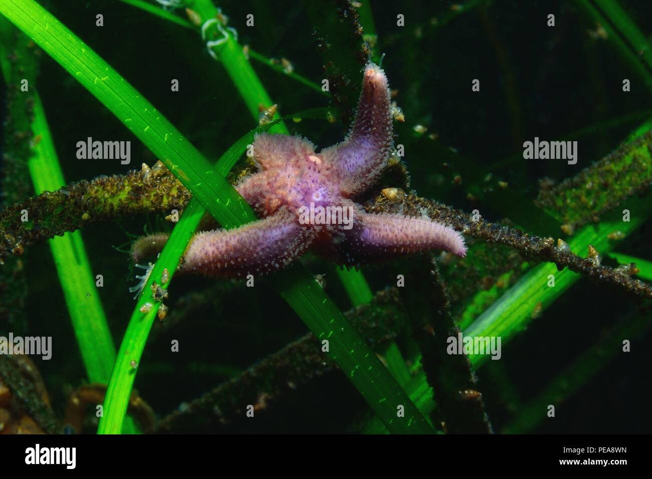 Gemeiner seestern hi-res stock photography and images - Alamy