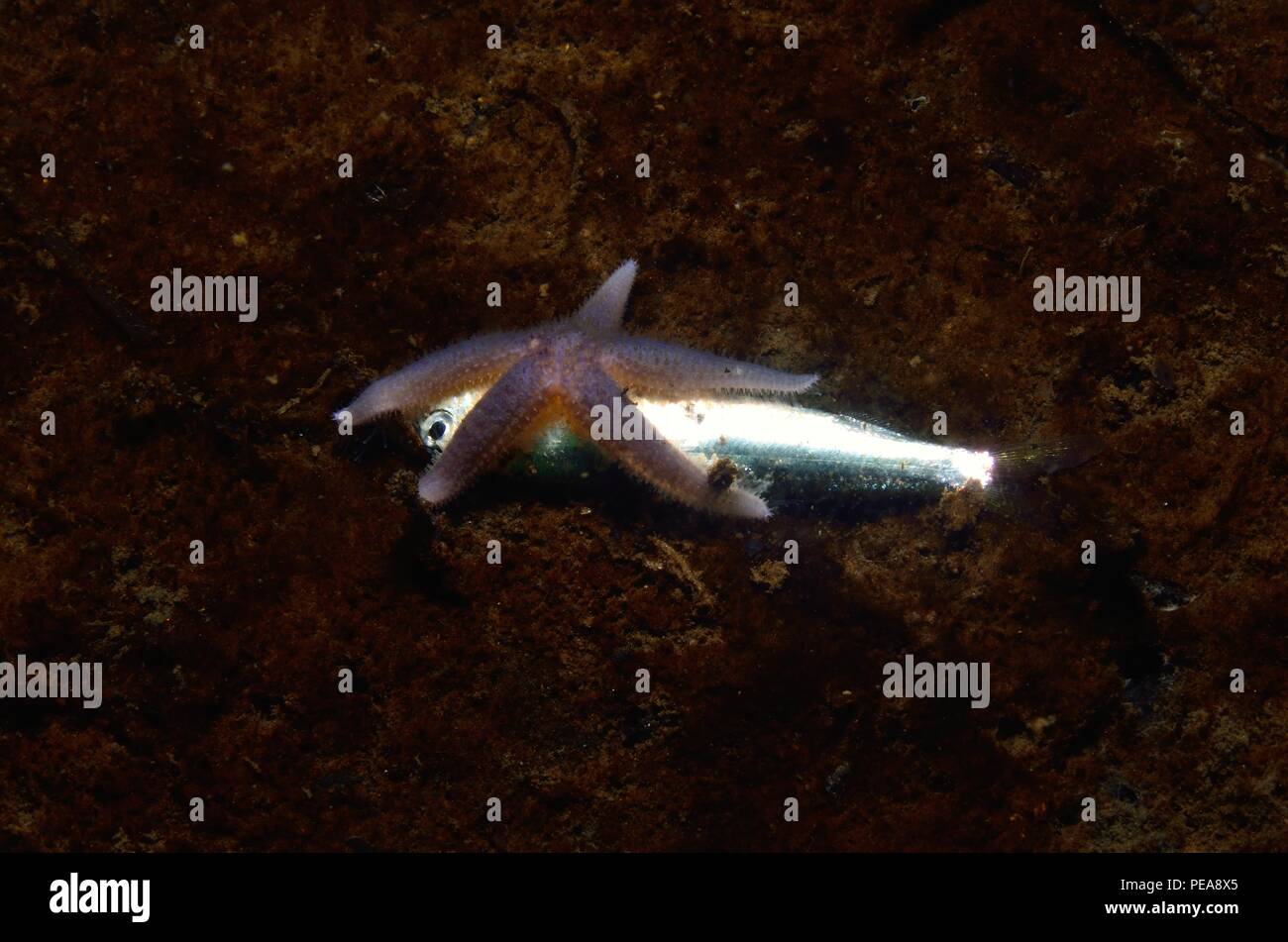 Gemeiner seestern hi-res stock photography and images - Alamy