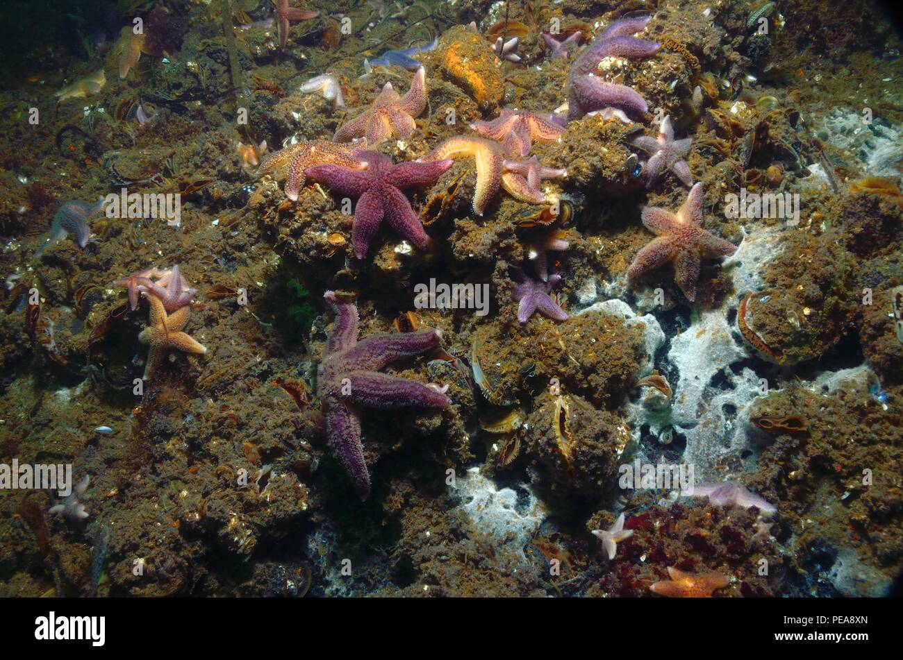 Gemeiner seestern hi-res stock photography and images - Alamy