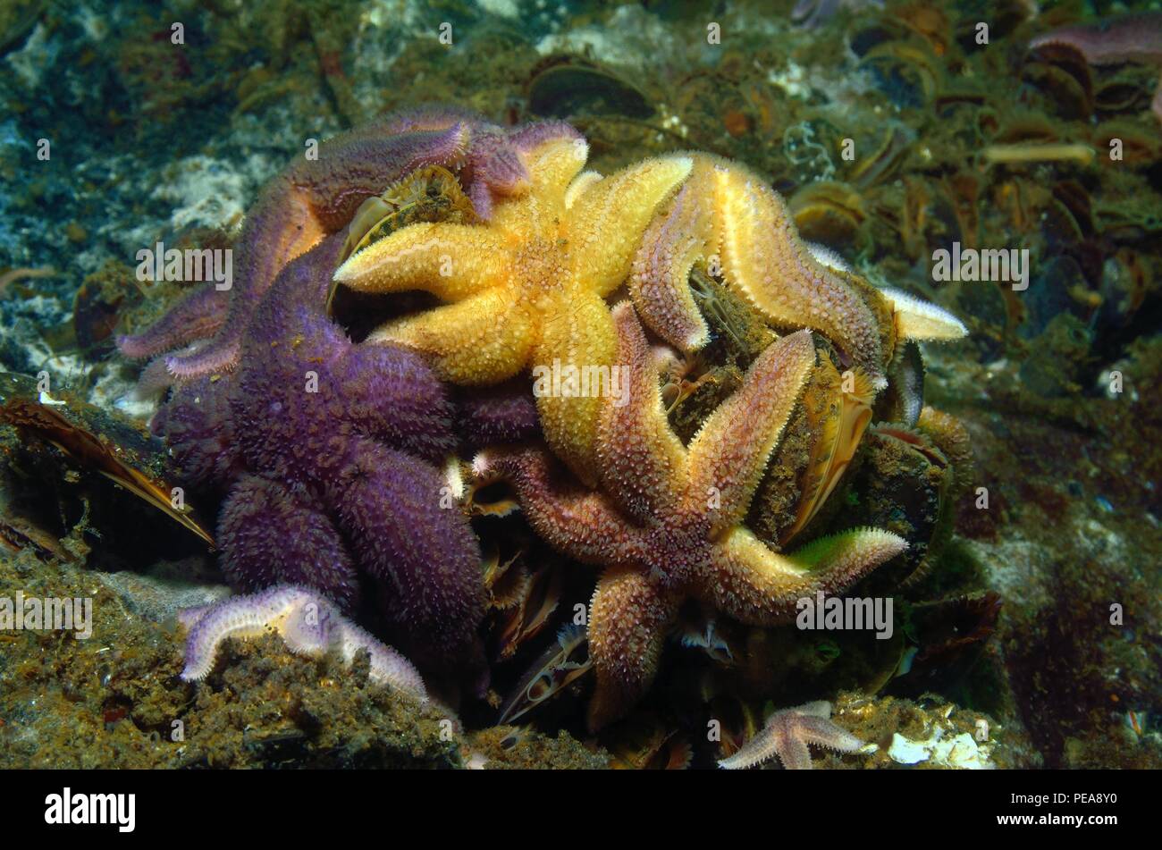 Asterias rubens, Gemeiner Seestern, common starfish, Mytilus edulis ...