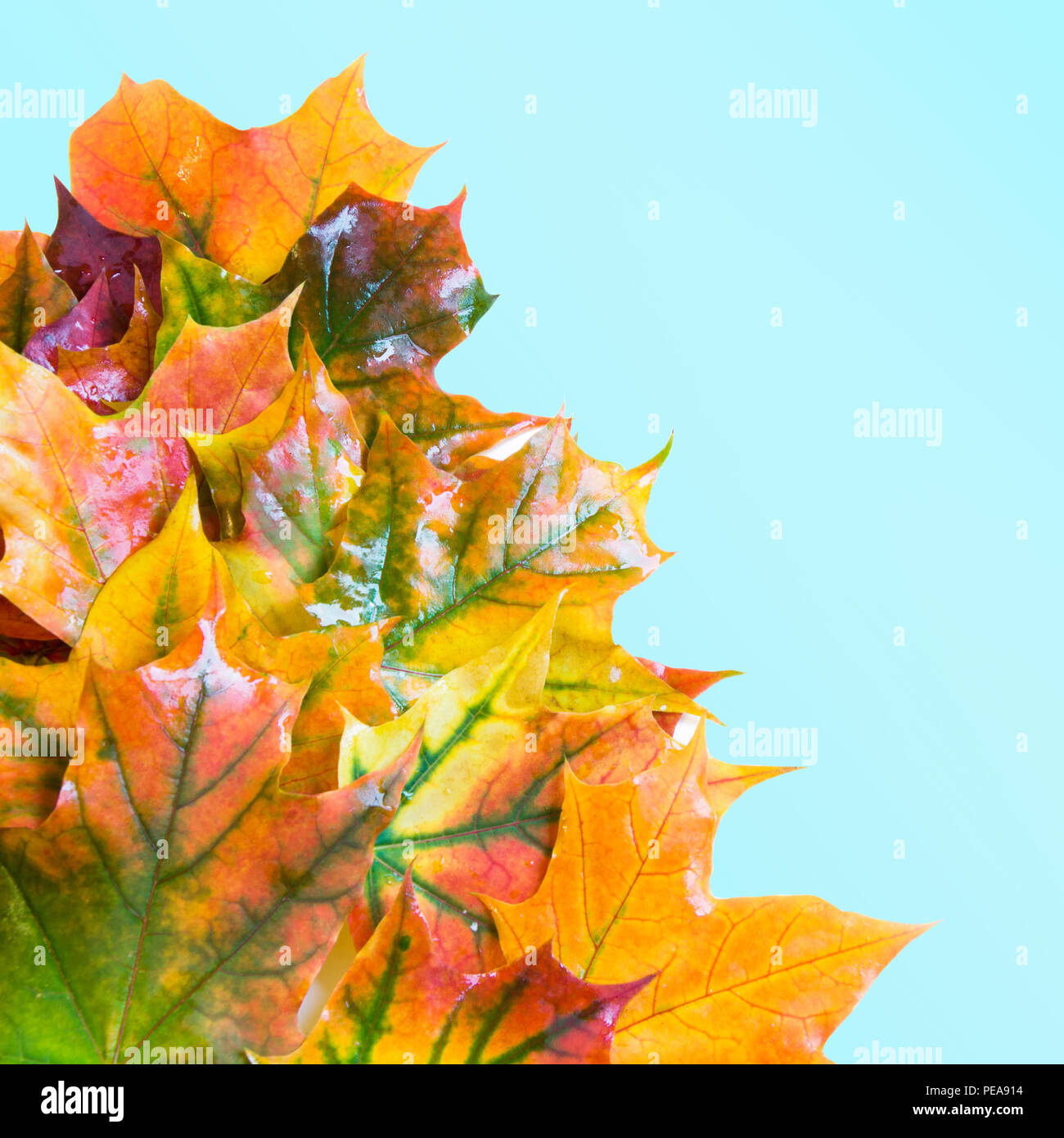 Autumn leaves as background. Fall concept Stock Photo - Alamy