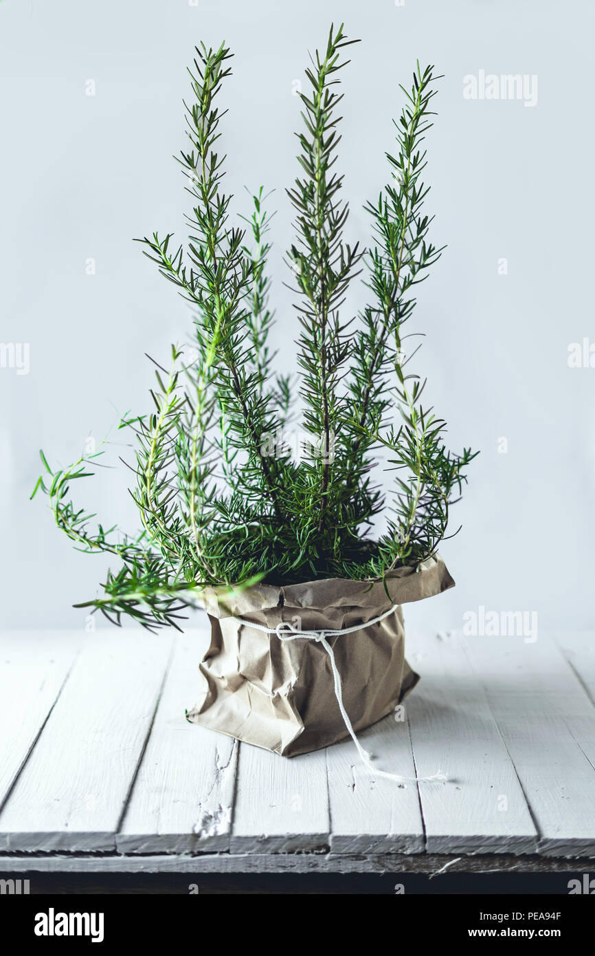 Rosemary Wrapped with paper bag In the white room Stock Photo - Alamy
