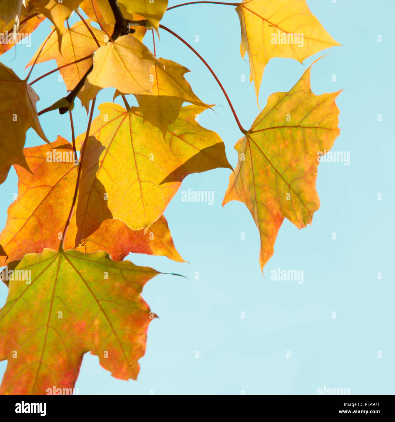 Autumn leaves as background. Selective focus. Fall concept Stock Photo ...