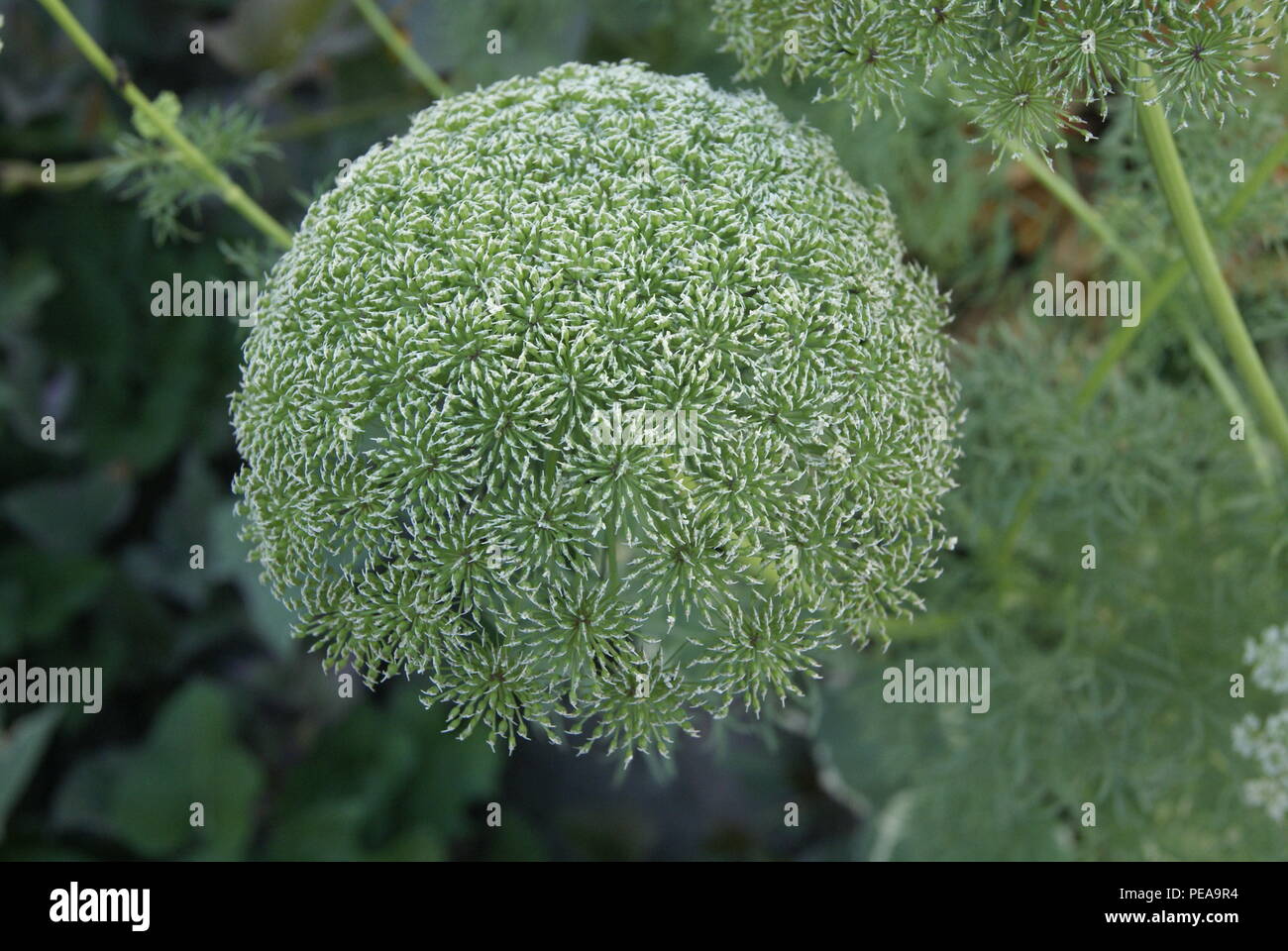 fleur de France Stock Photo - Alamy