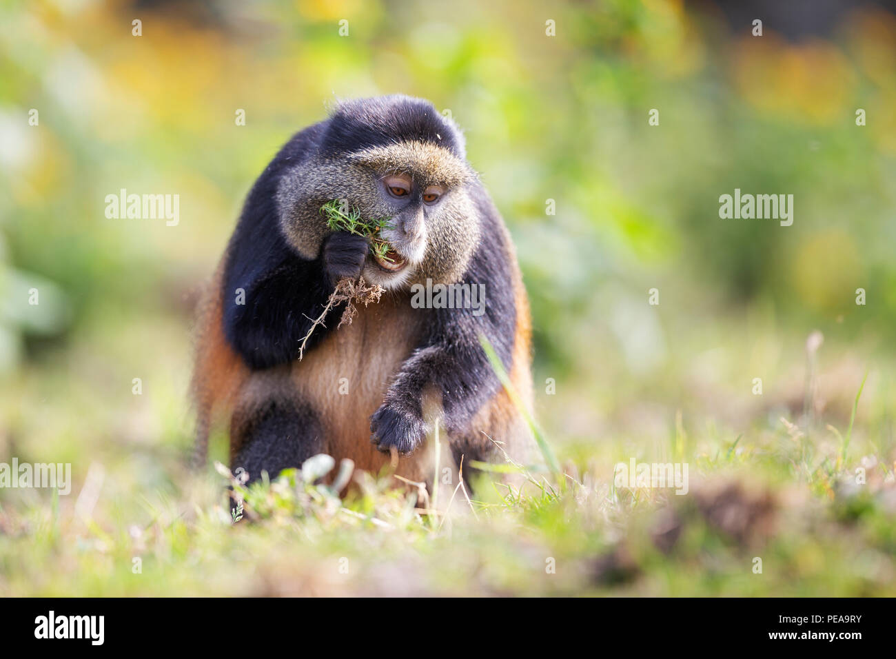 Golden Monkey, Cercopithecus kandti, Volcanoes National Park in Kinigi ...