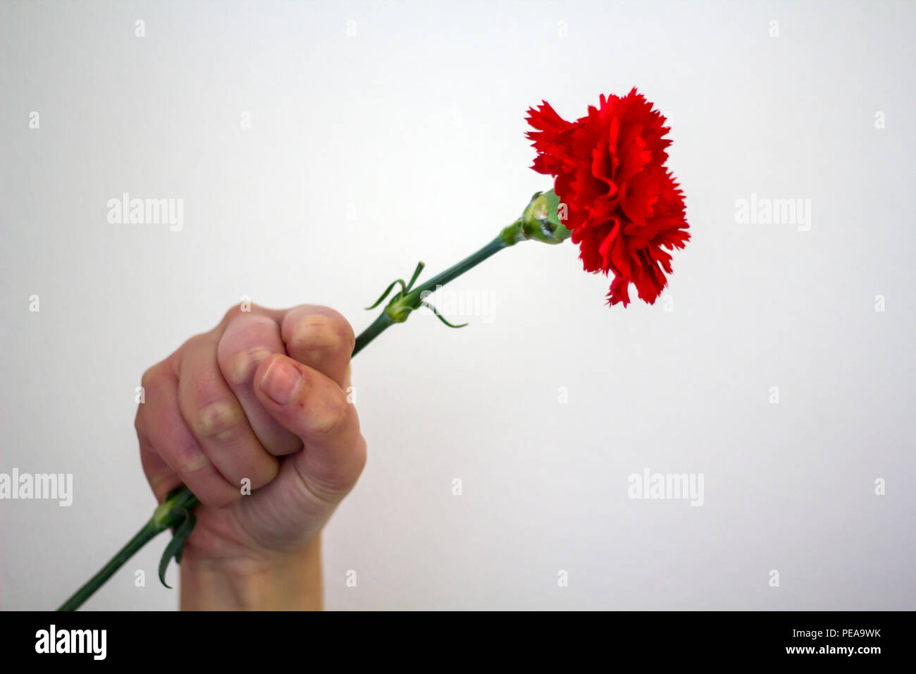 Woman's hand holding a red carnation with raised fist. Revolution ...